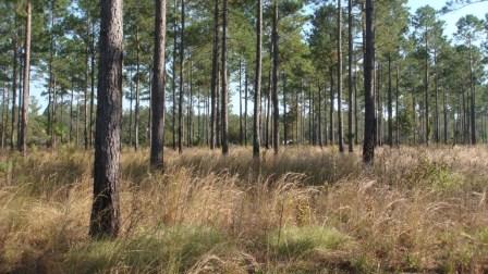 The Forest and The Trees – Towards the Moon or To the Sun