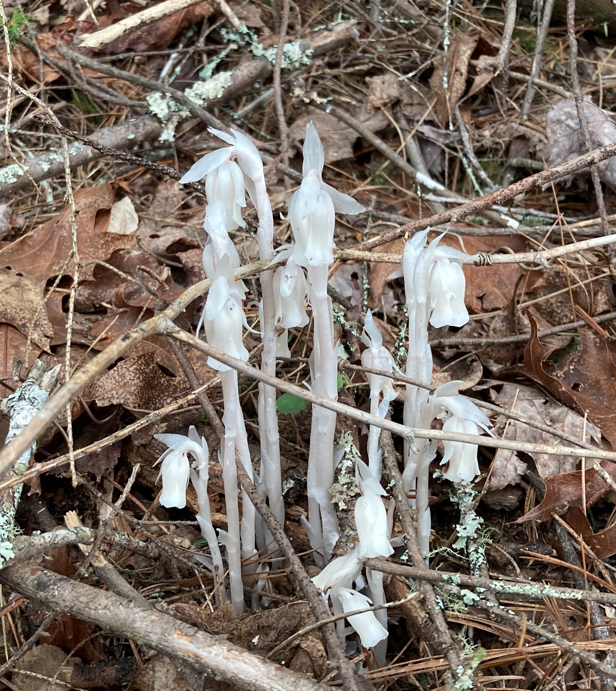 Ghost Pipe – Towards the Moon or To the Sun