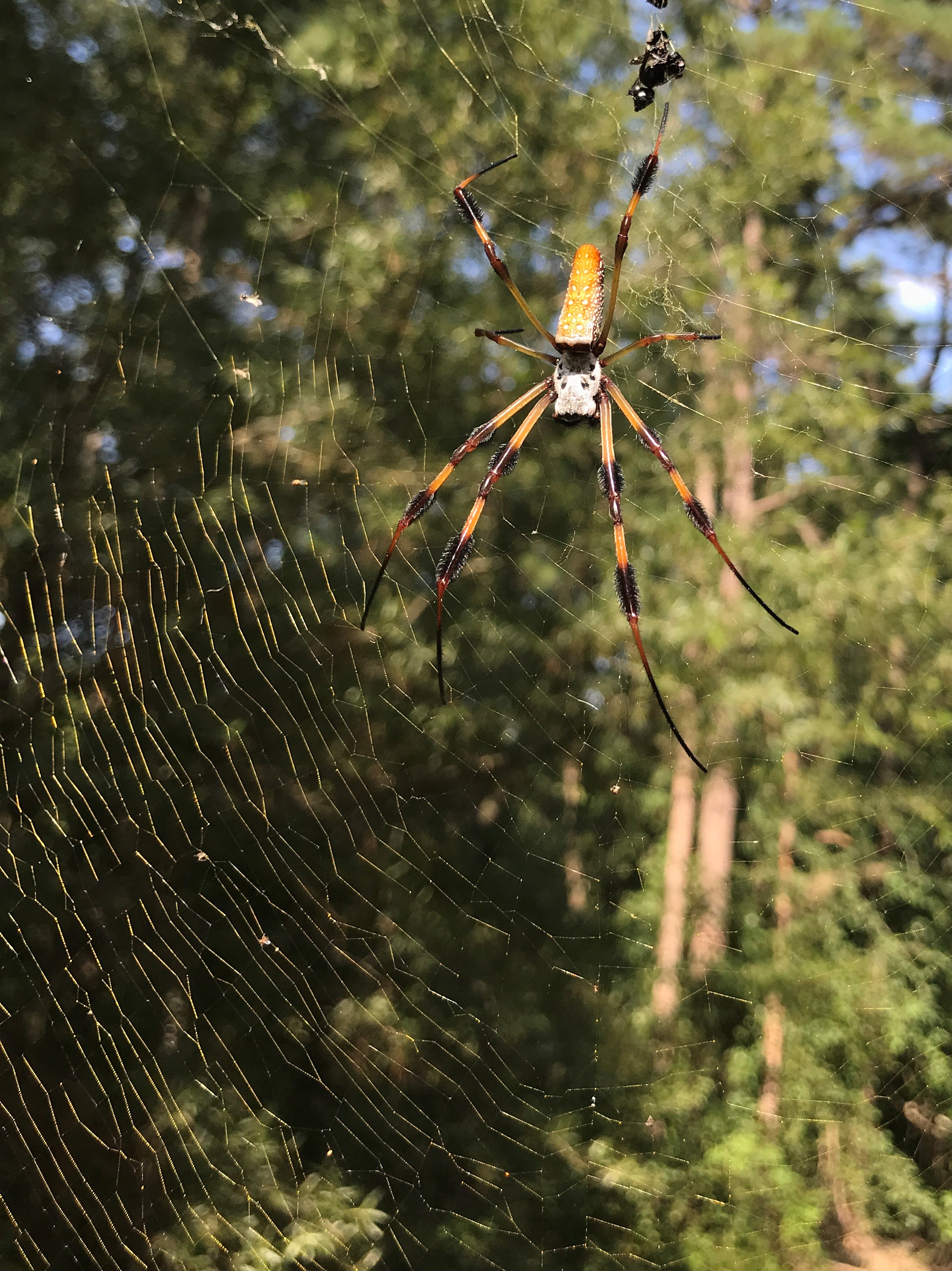Meet the New Orb-Weaver… – Towards the Moon or To the Sun