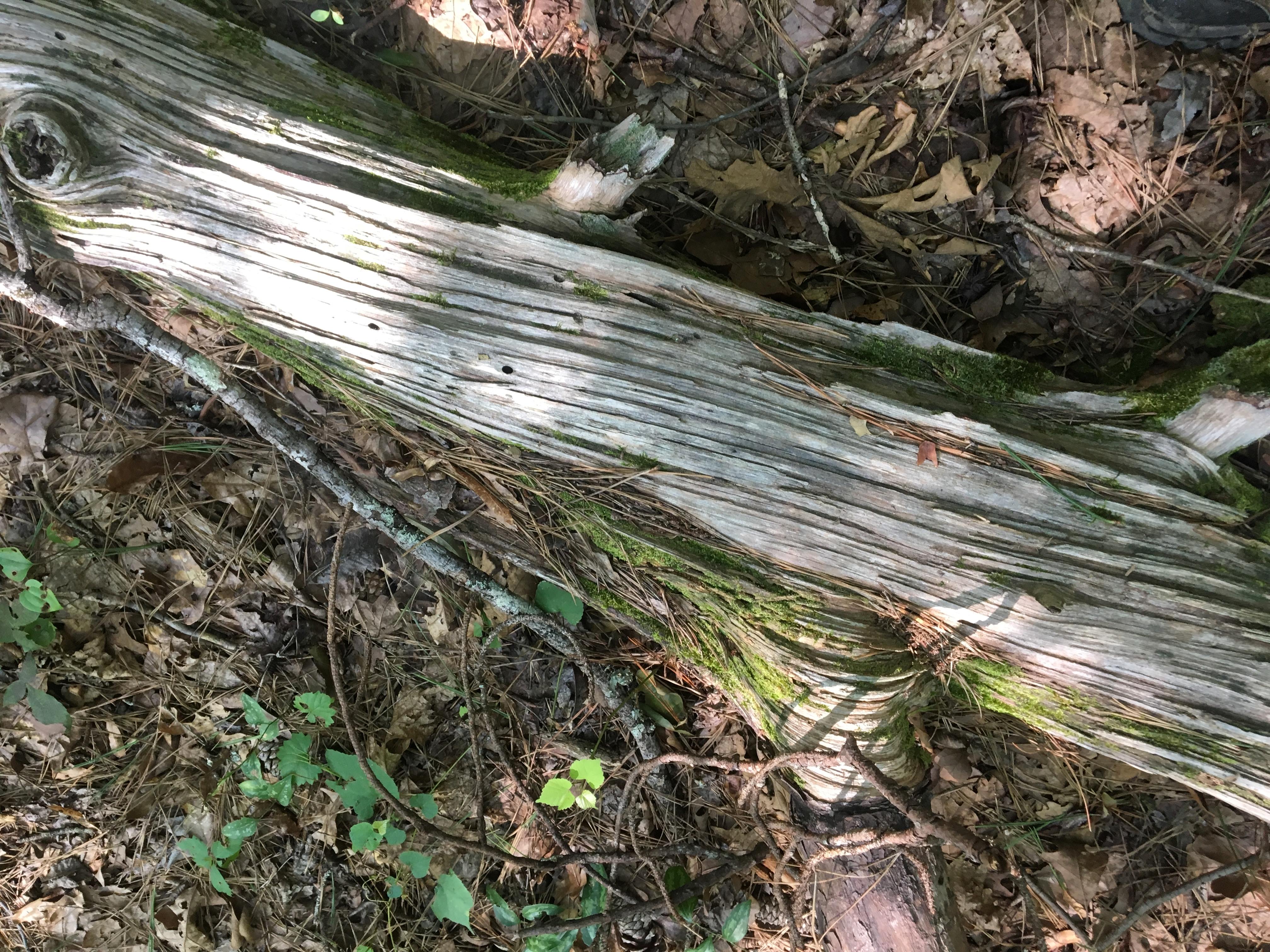 Lighter Wood – Towards the Moon or To the Sun