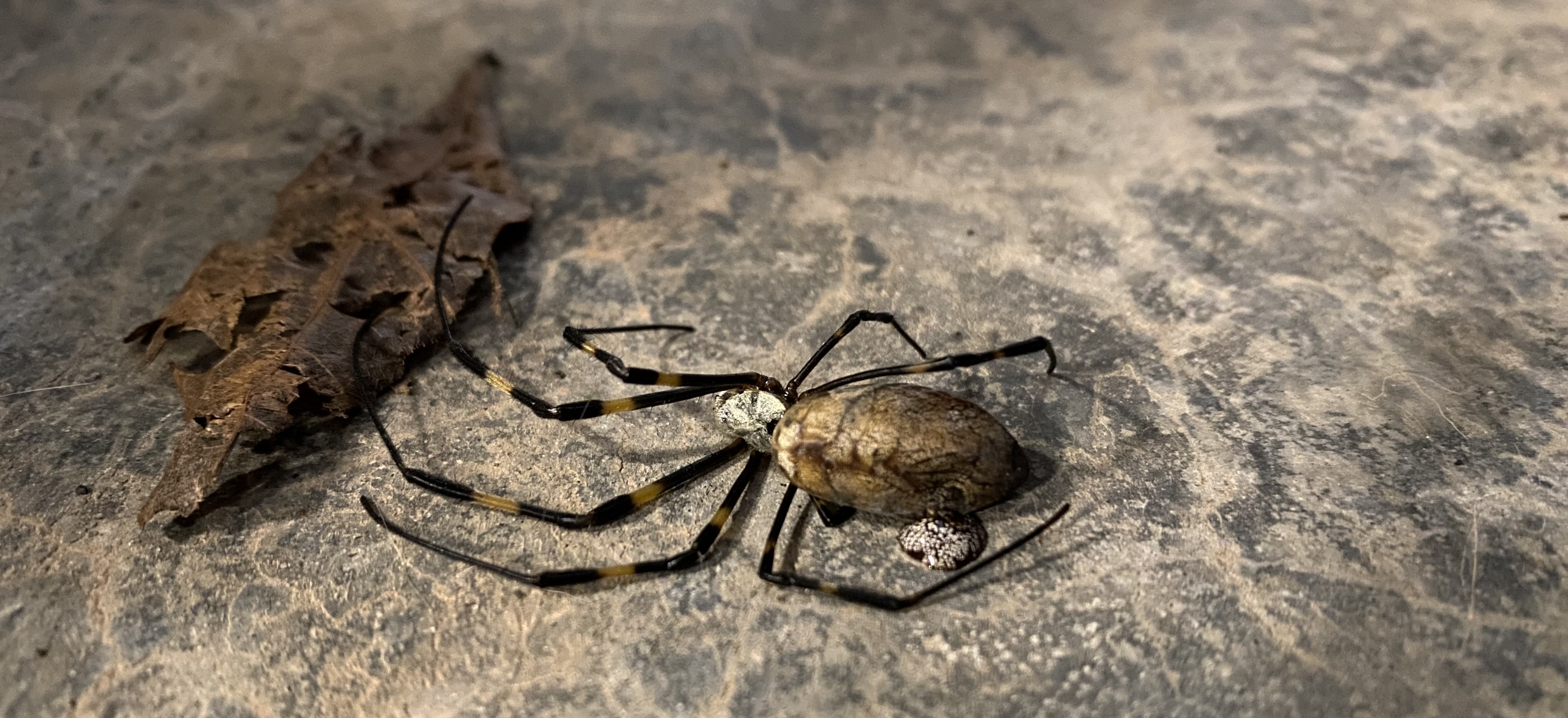 Last Joro – Towards the Moon or To the Sun