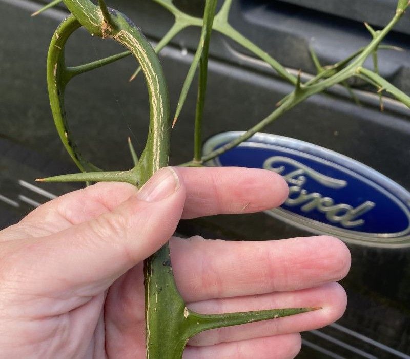 Flying Dragon, Bitter Orange – Towards the Moon or To the Sun